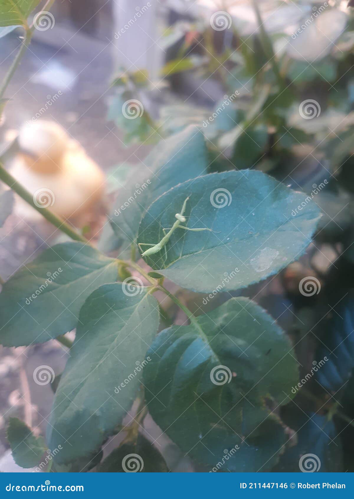 Baby Praying Mantis on Rose Bush Stock Photo - Image of autumn, flower ...