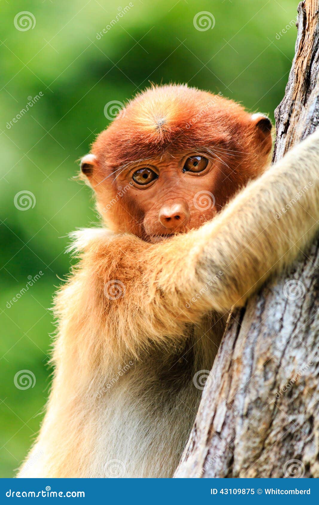 Baby Proboscis Monkey Clinging To a Tree Stock Image - Image of female ...