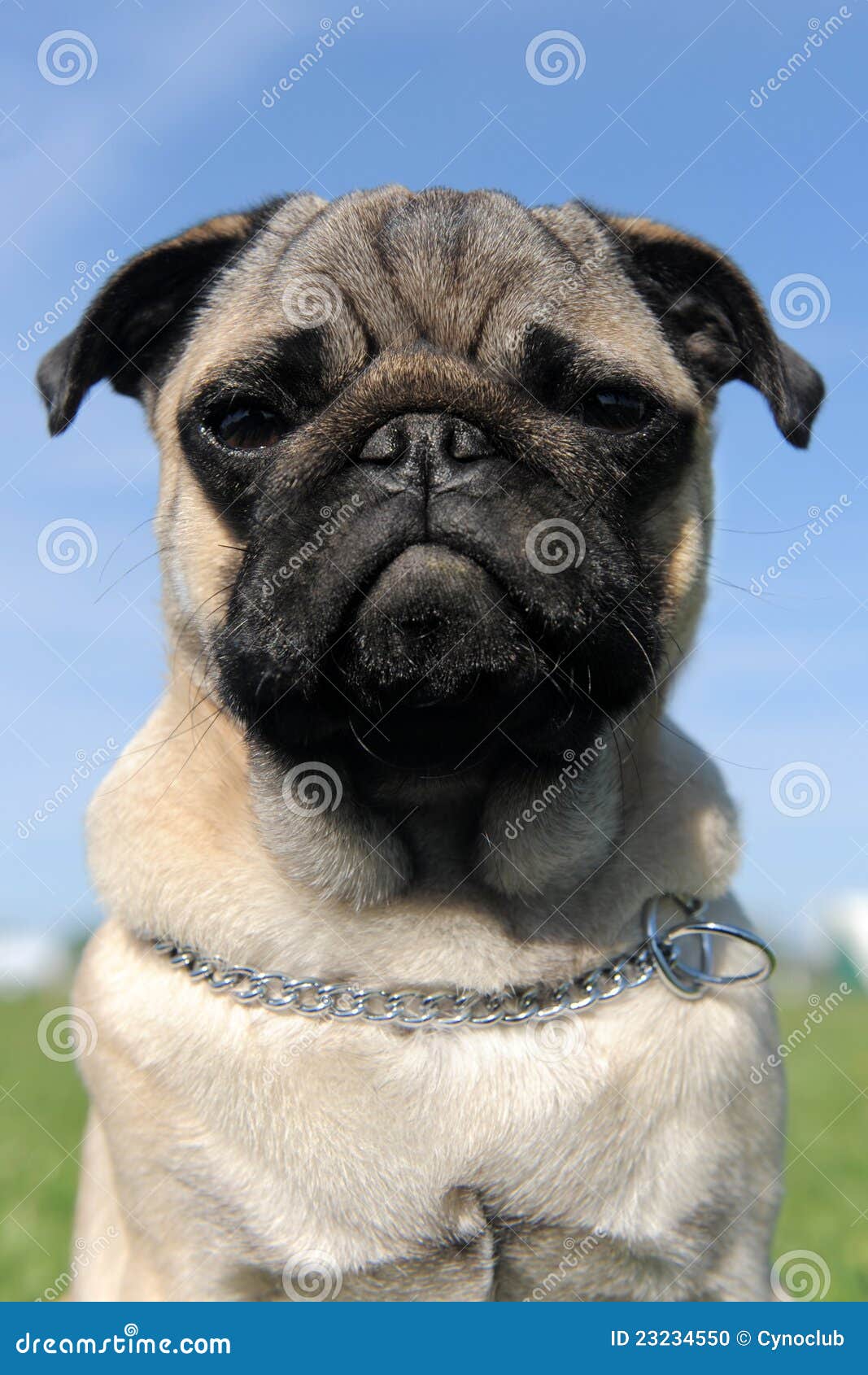 Baby pug stock photo. Image of cute, outdoors, grass - 23234550