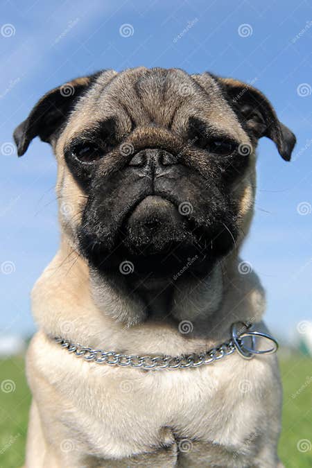 Baby pug stock photo. Image of cute, outdoors, grass - 23234550