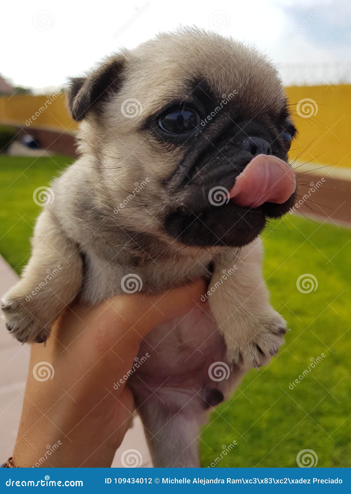 Baby pug stock photo. Image of steeps, baby - 109434012