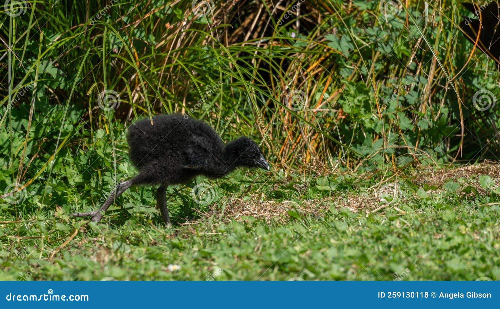 Baby Pukeko in the Grass stock photo. Image of animal - 259130118