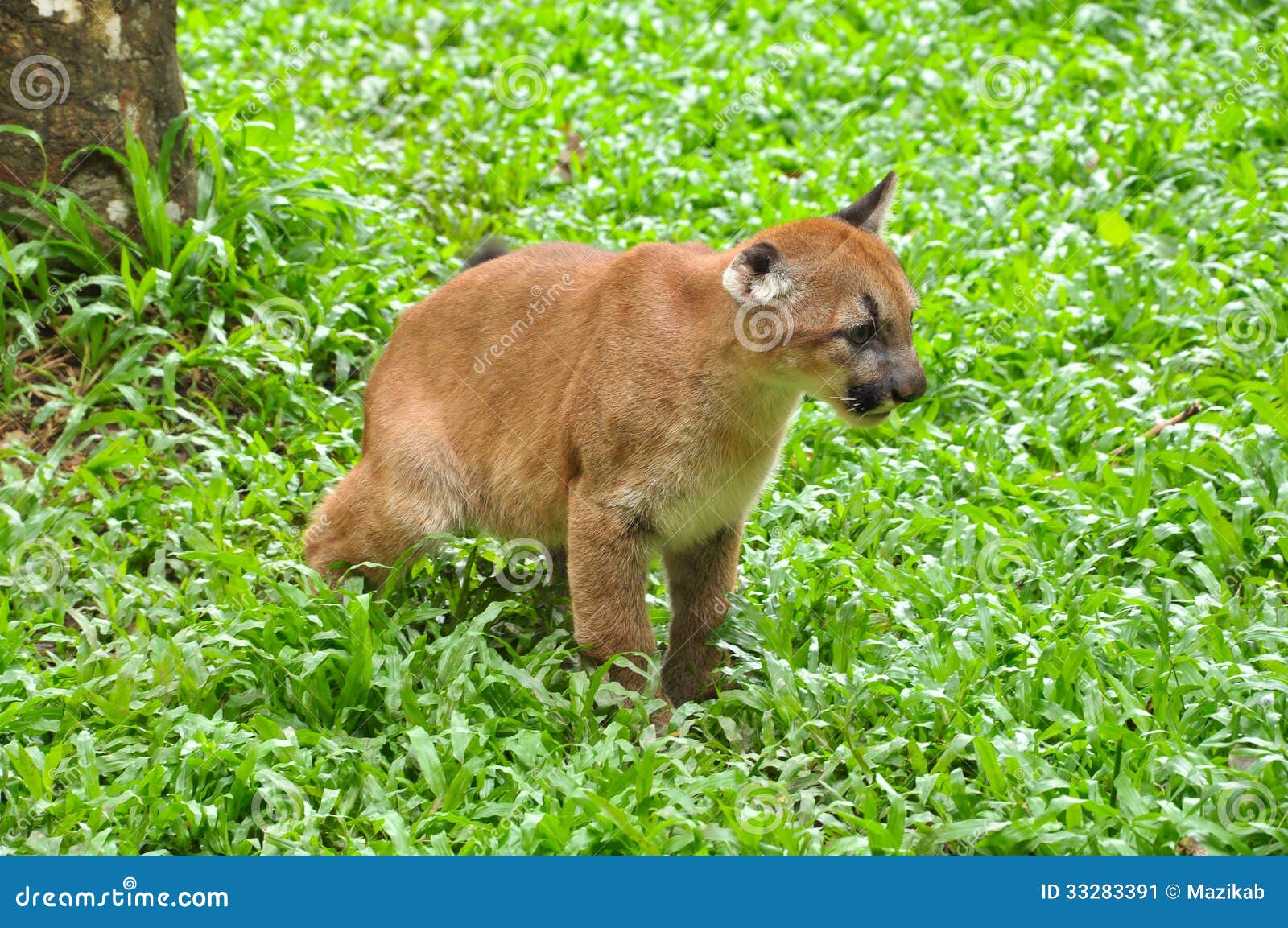 Baby-Puma stockbild. Bild von satz, tier, katzenartig - 33283391