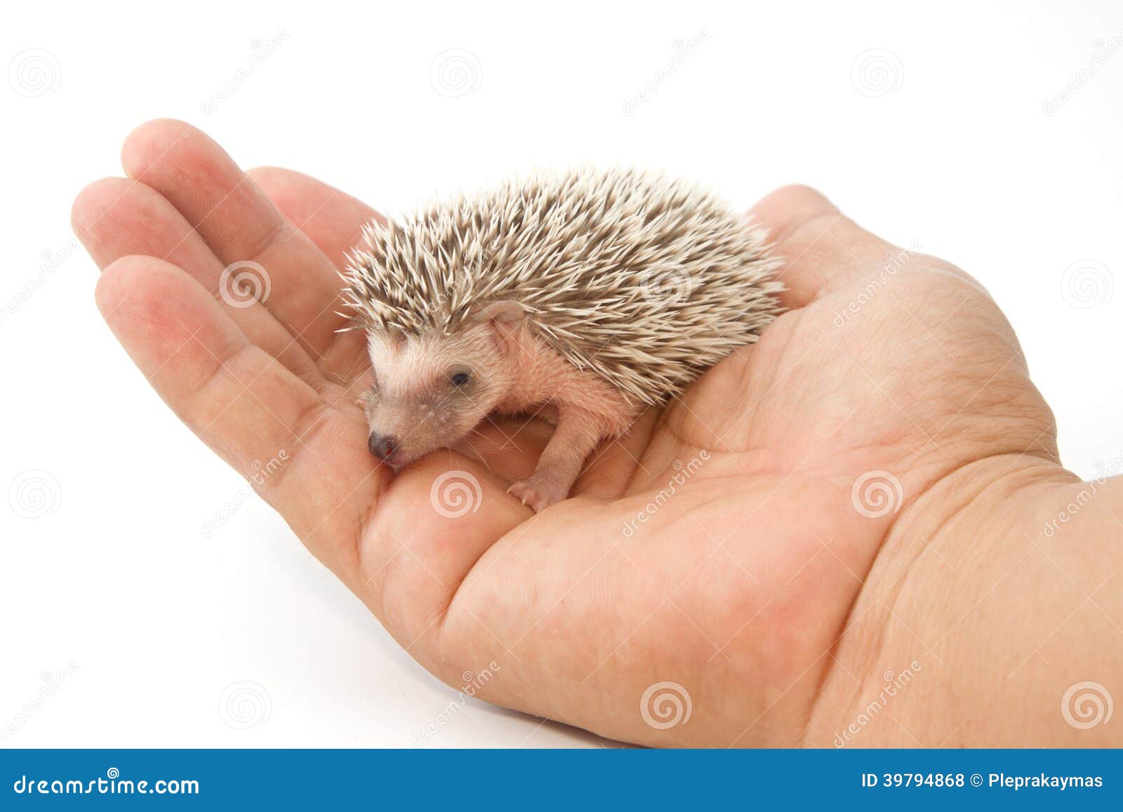 Baby pygmy egel stock foto. Image of defensie, pygmee - 39794868