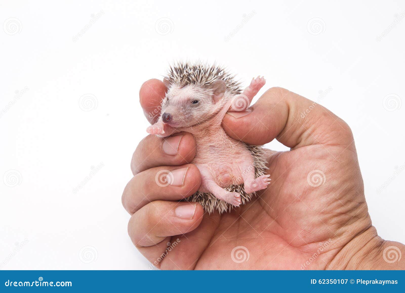 Spiny Pygmy Chameleon (Rhampholeon Acuminatus) Stock Photography ...