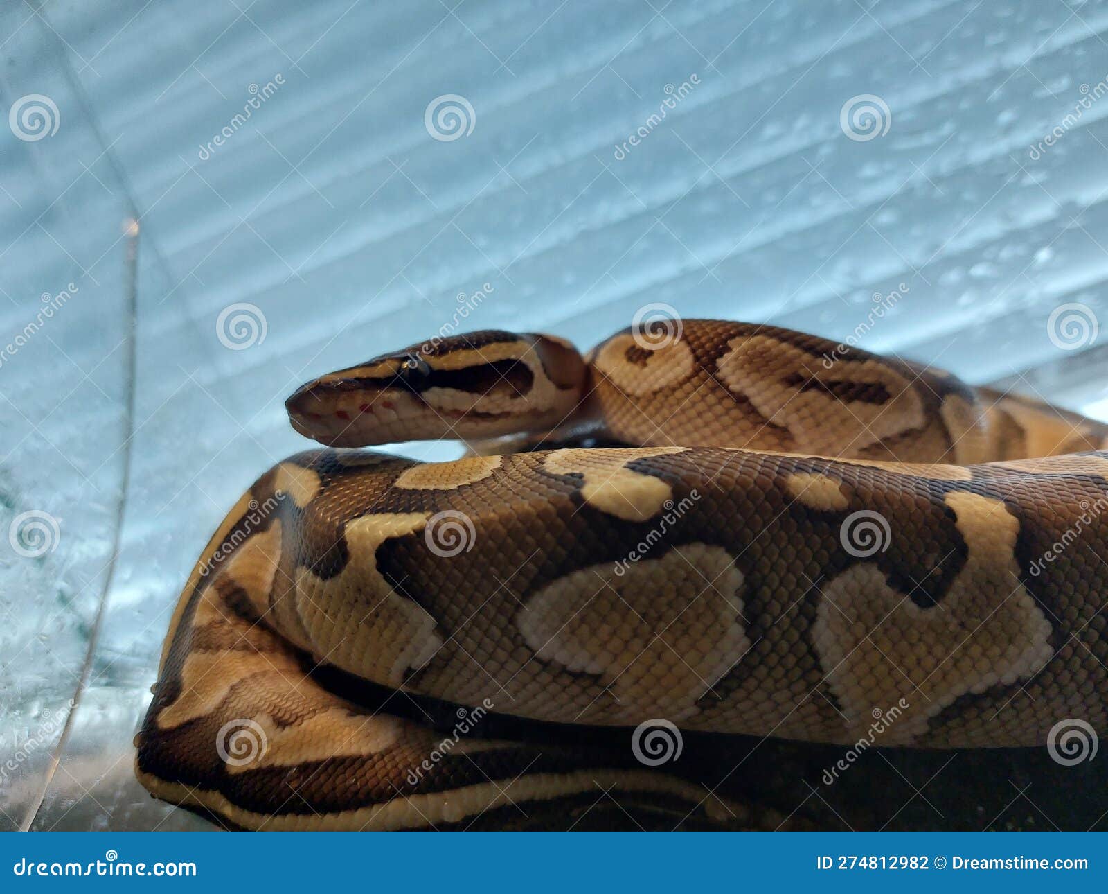 A Baby Python Snake with a Kink, Royal Python, Reptiles, Reptil Stock ...