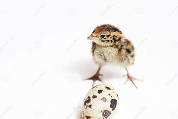 Baby quail stock photo. Image of week, beauty, farm, claw - 19311248