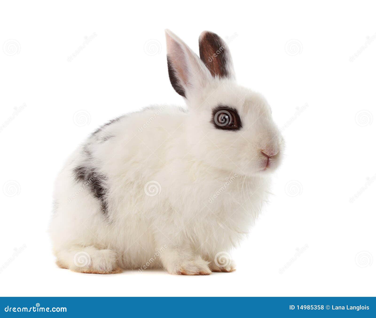 Baby rabbit stock photo. Image of gentle, rabbit, isolated - 14985358