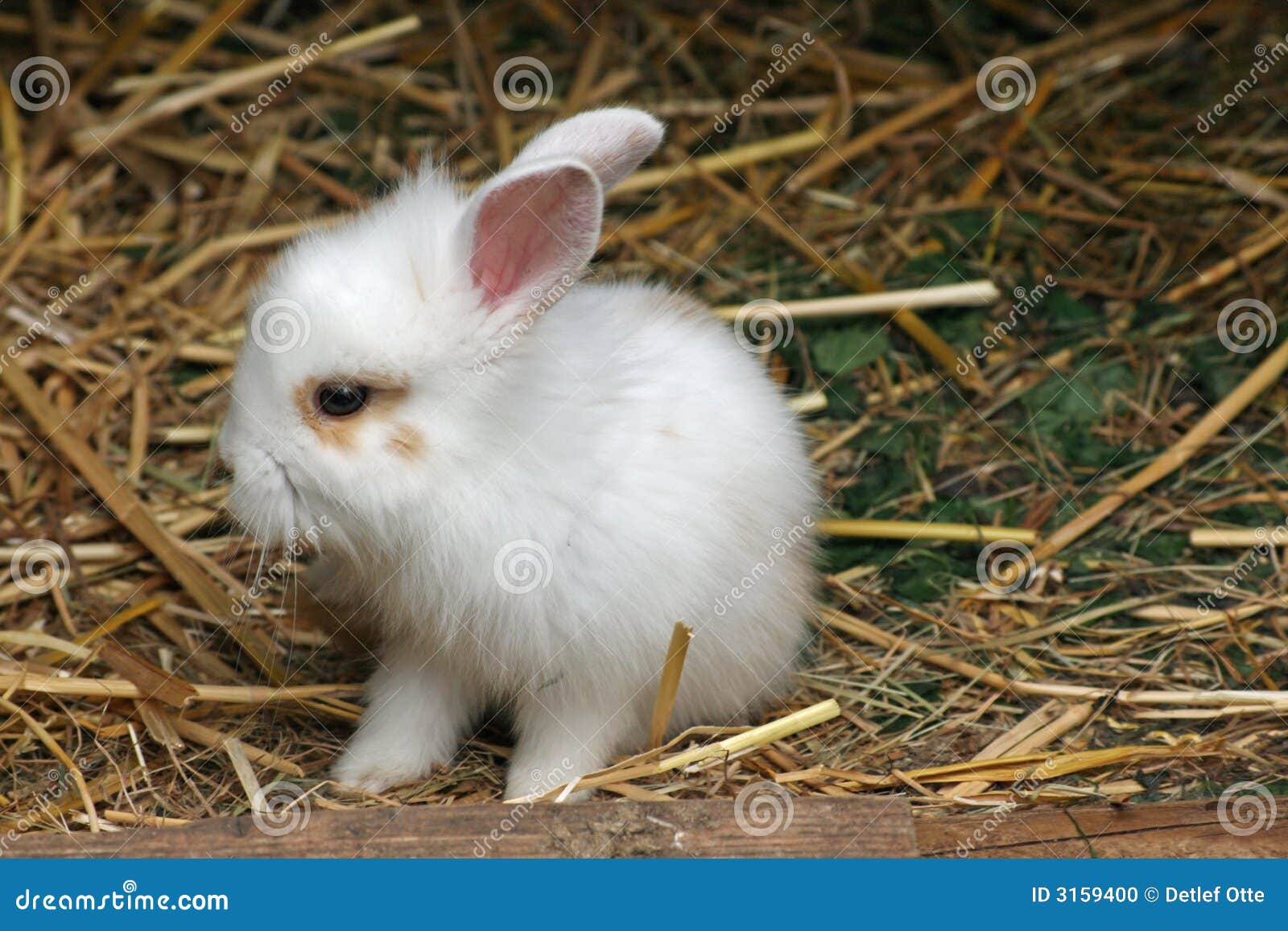 Baby rabbit stock photo. Image of white, rodent, mammal - 3159400