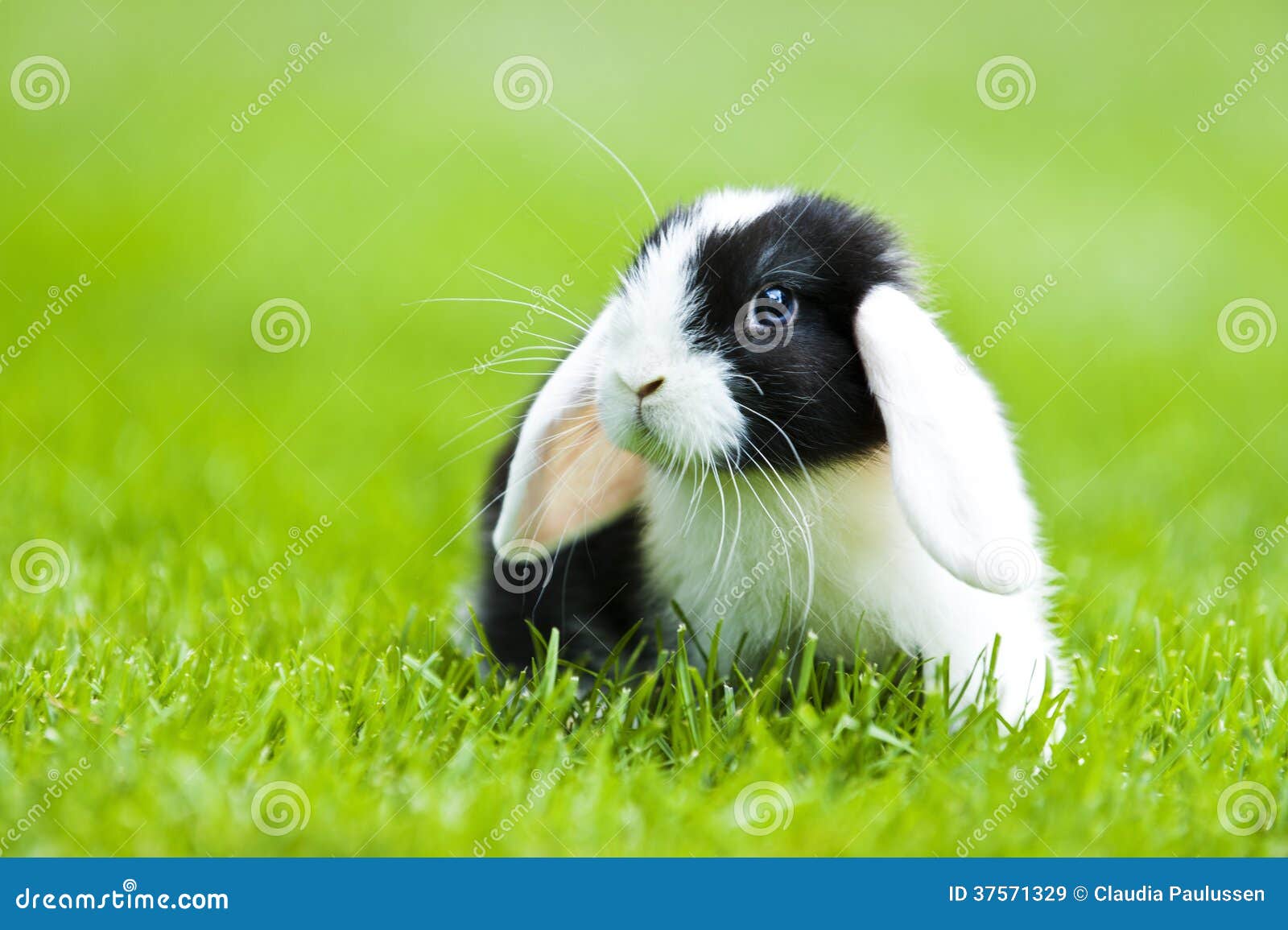 Baby rabbit stock image. Image of creature, kind, baby - 37571329