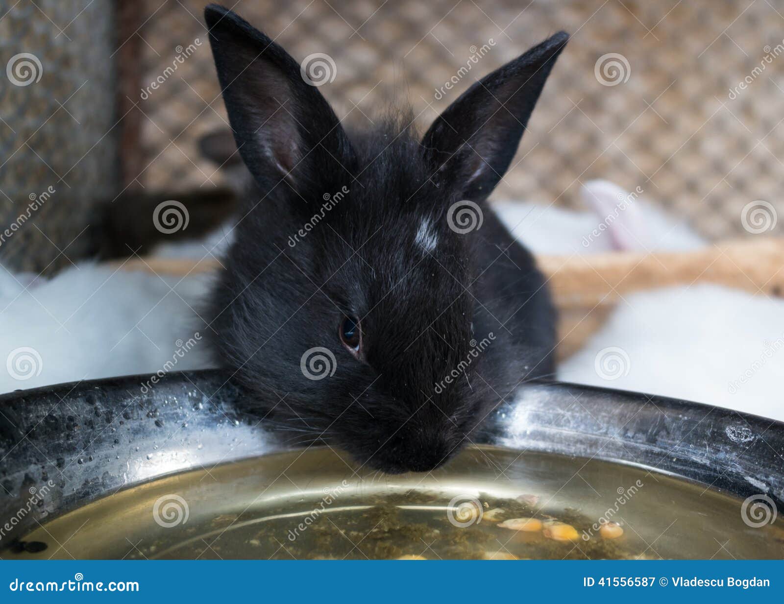 Baby rabbit stock image. Image of drinking, farm, domestic - 41556587