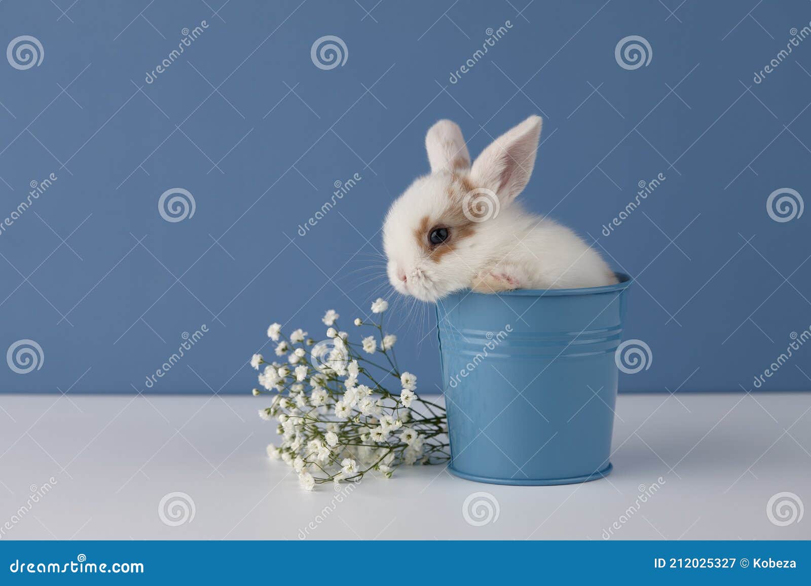 Baby Rabbit in Blue Pot with Flowers Stock Image - Image of cute ...