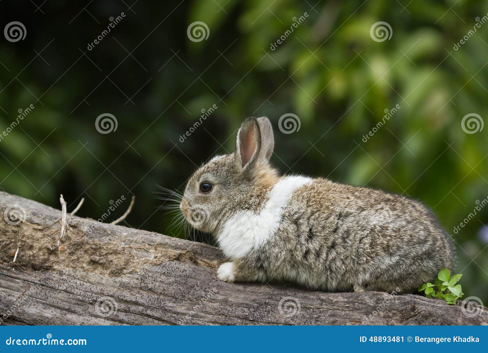 Baby rabbit on a branch stock image. Image of cute, lovely - 48893481