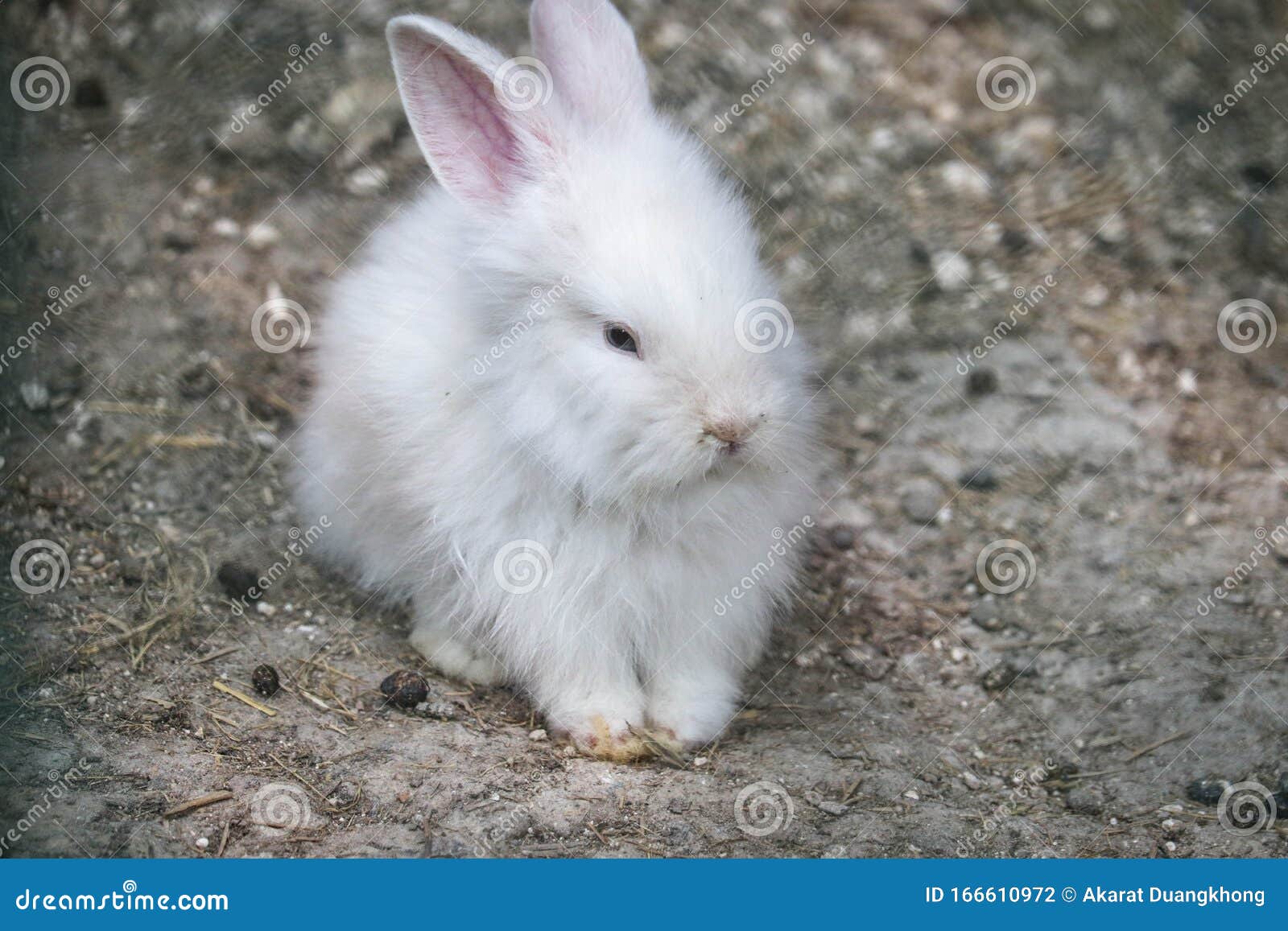 Baby rabbit stock photo. Image of animal, mammal, domestic - 166610972