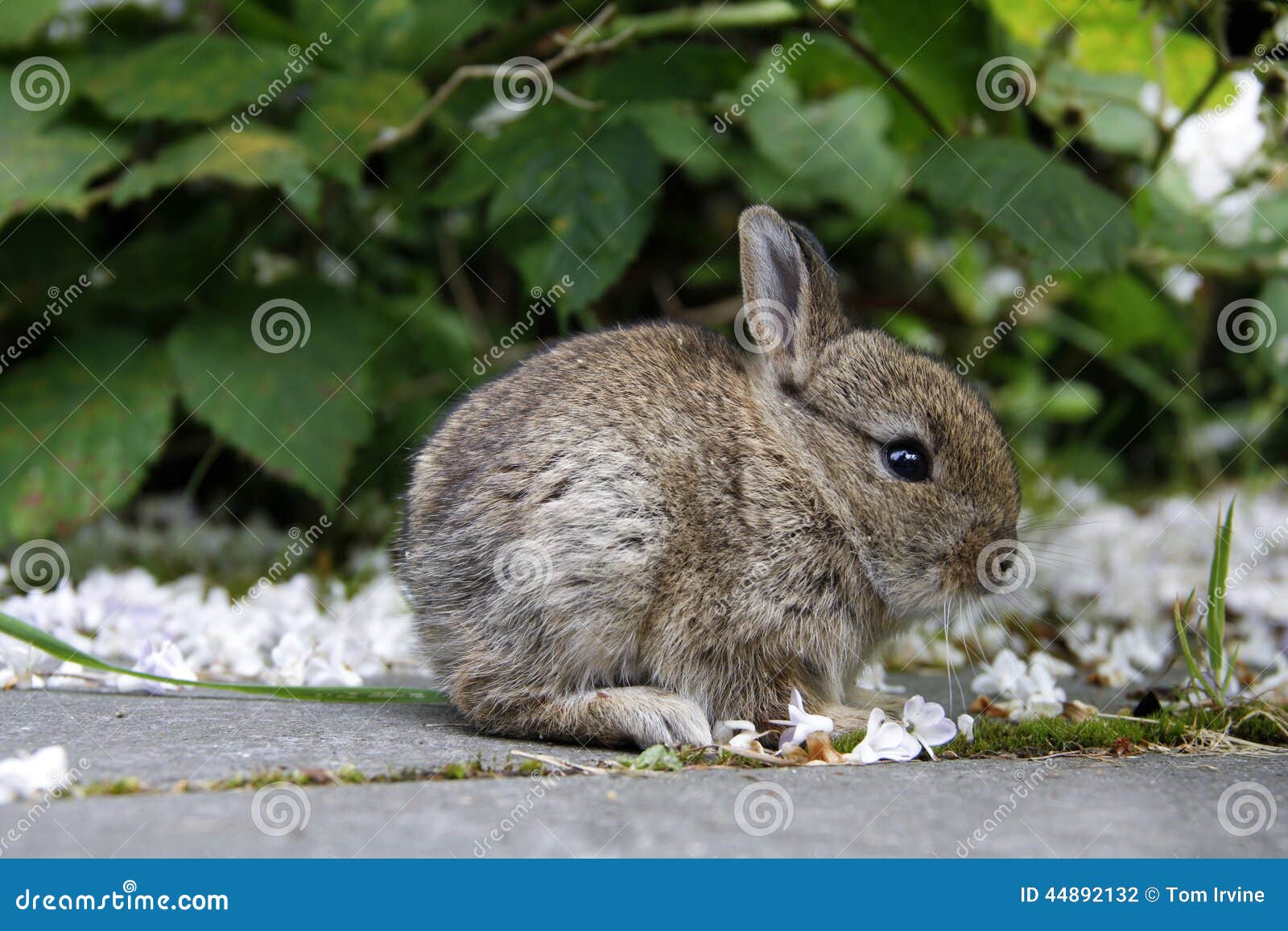 Baby rabbit stock photo. Image of bunny, cute, copyspace - 44892132