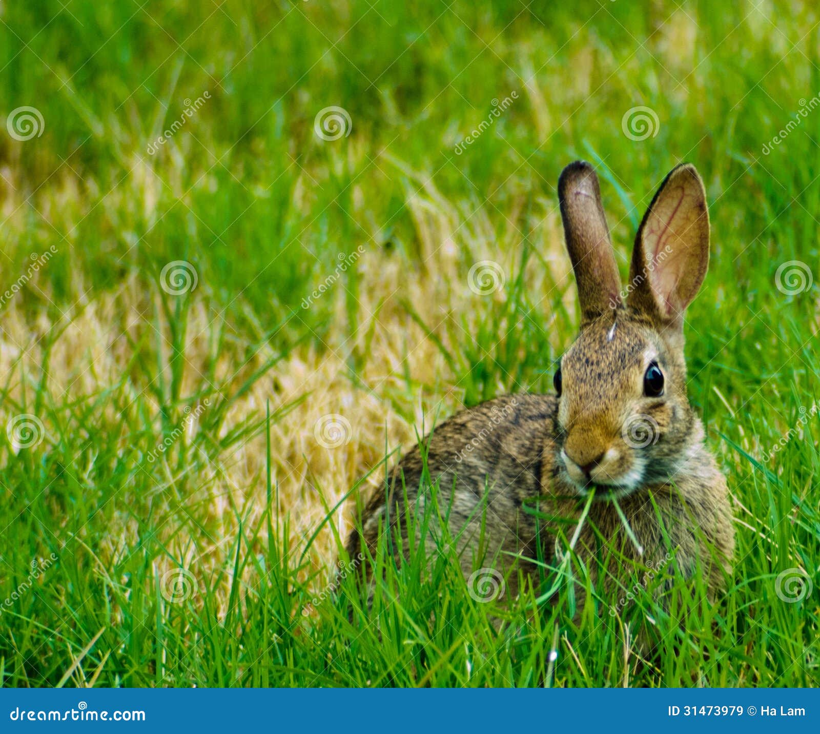 Rabbit Eating Grass Stock Photo | CartoonDealer.com #37991736
