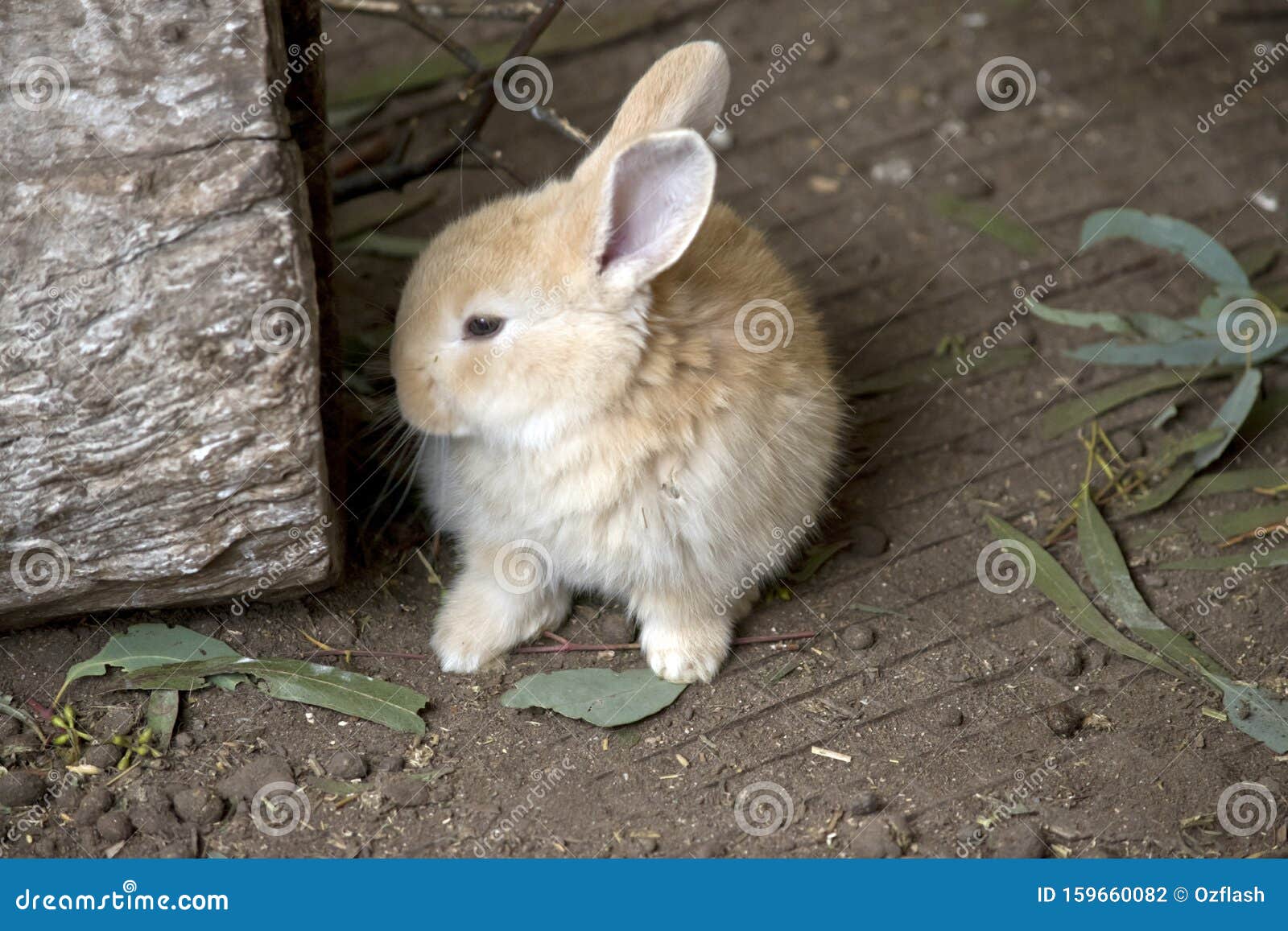 This is a Baby Rabbit or Kit Stock Photo - Image of buck, mammal: 159660082