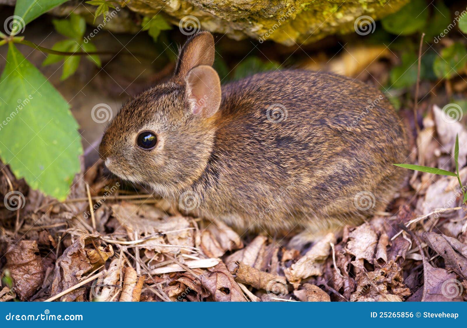 Baby rabbit in forest stock photo. Image of adorable - 25265856