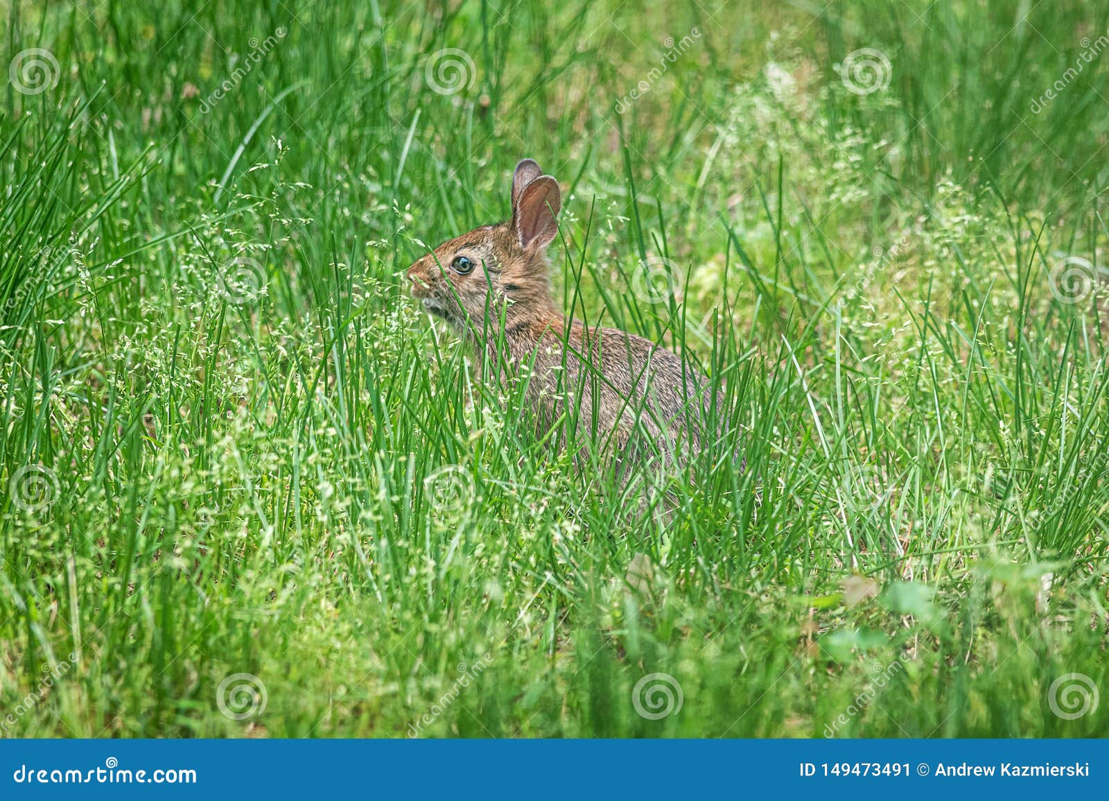 Baby Rabbit in Grass stock image. Image of field, texture - 149473491