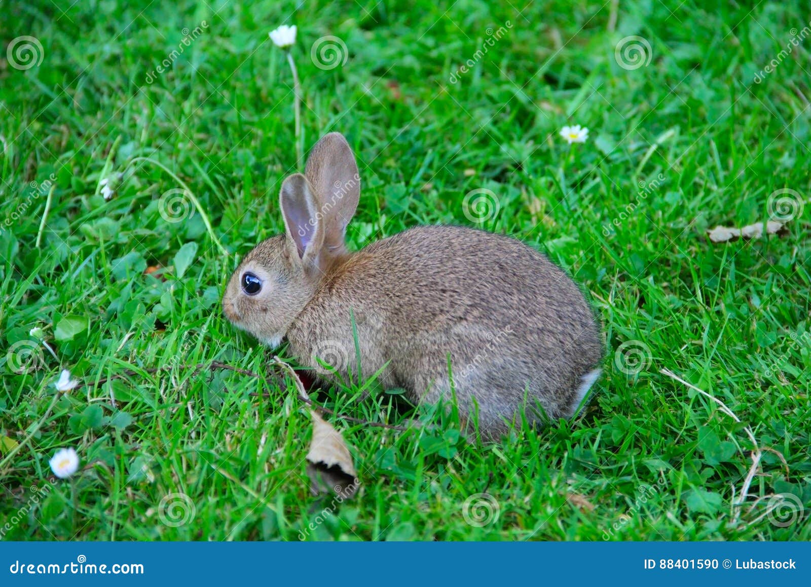 Baby rabbit in grass stock photo. Image of grass, bunny - 88401590