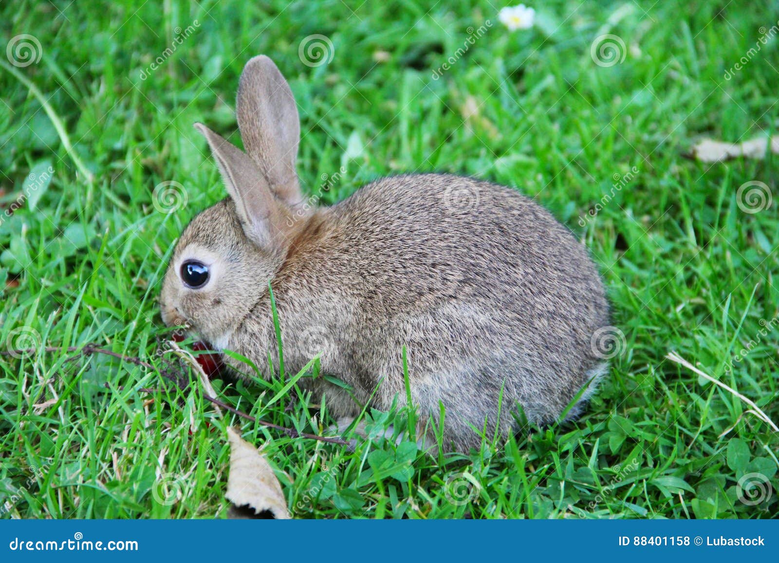 Baby rabbit in grass stock photo. Image of eating, young - 88401158