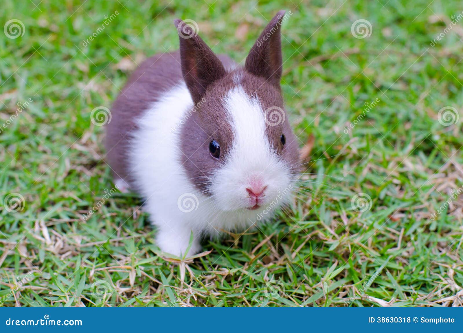 Baby rabbit stock photo. Image of farm, easter, rabbit - 38630318