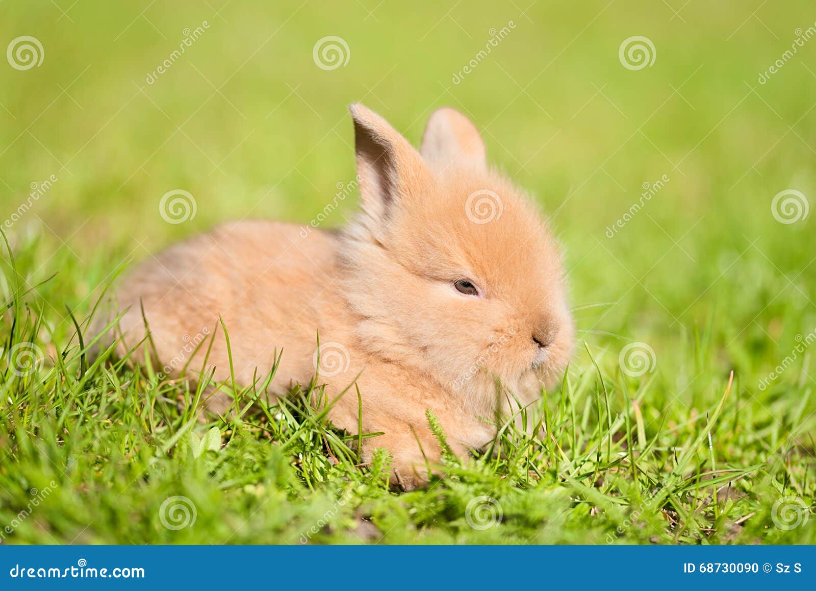 Baby Rabbit in the Green Grass Stock Photo - Image of field, relax ...