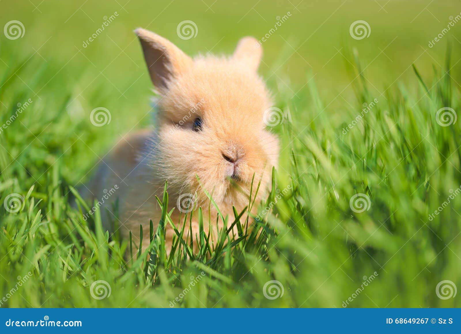 Baby rabbit in green grass stock image. Image of sylvaticus - 68649267
