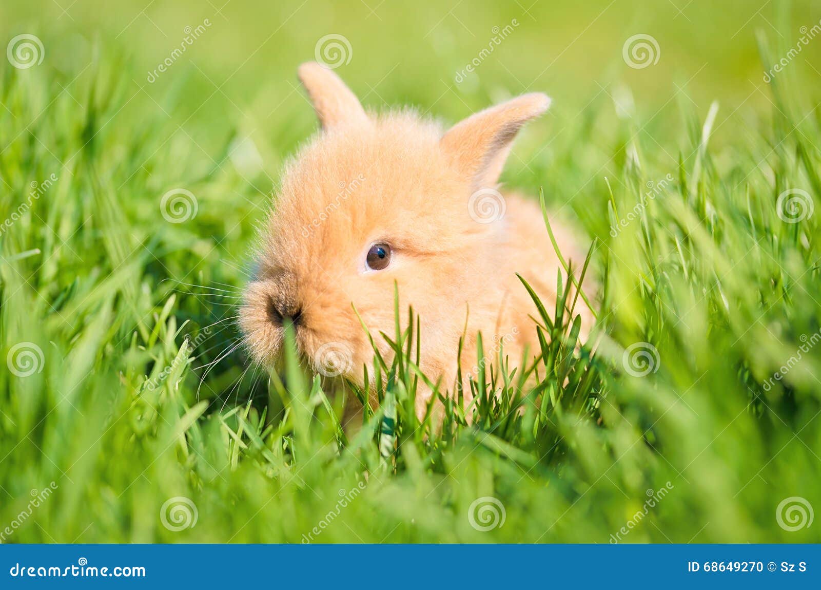 Baby rabbit in green grass stock photo. Image of gray - 68649270