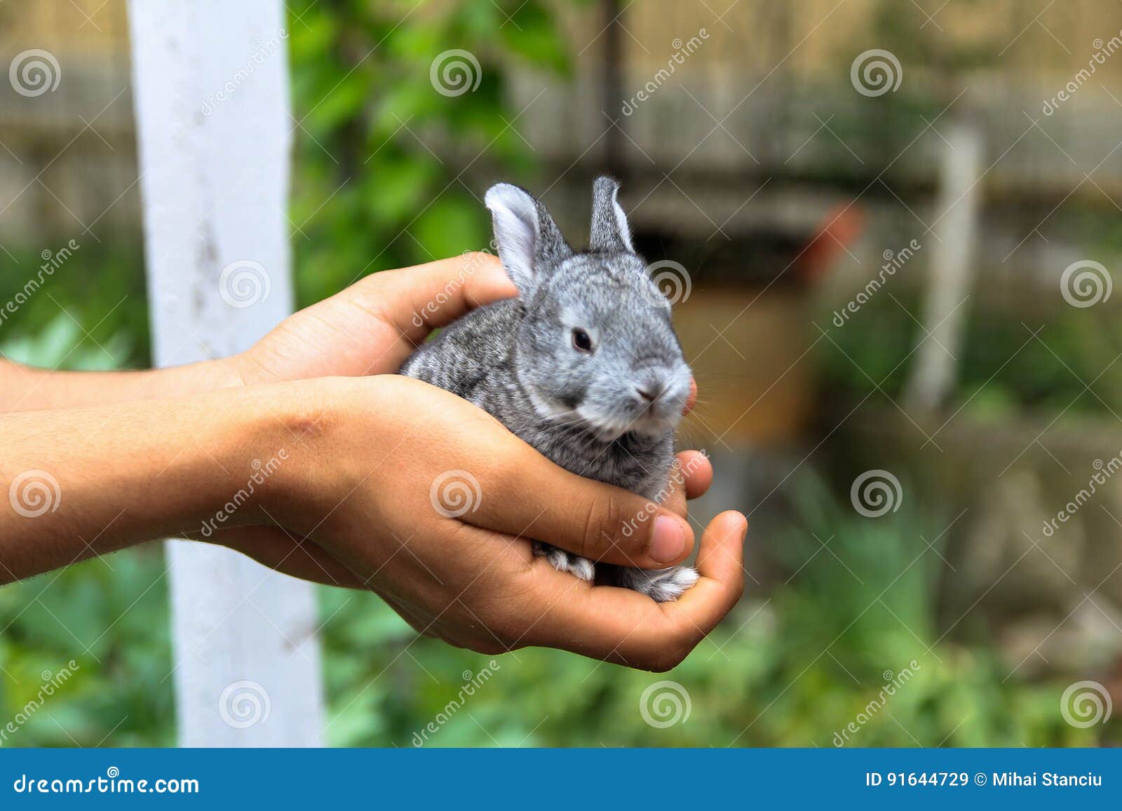 Baby rabbit stock image. Image of hands, bird, lake, care - 91644729