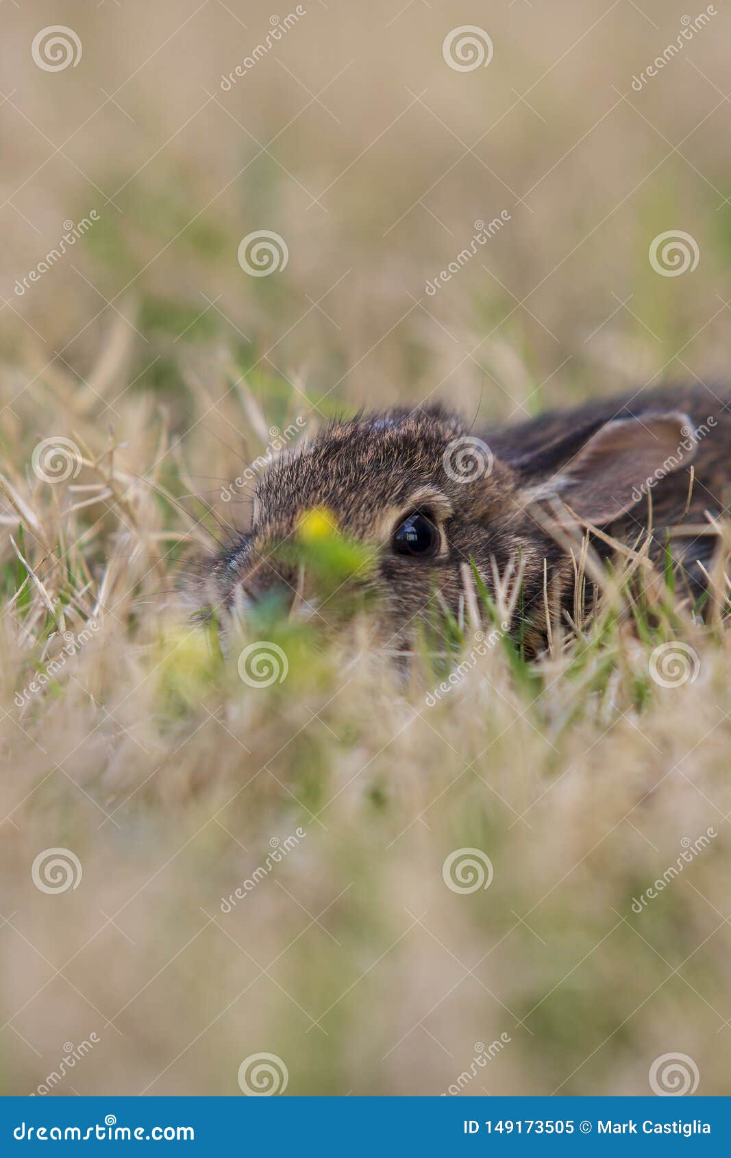 Baby Rabbit Hidden in Grass with Out of Focus Wildflowers Stock Image ...