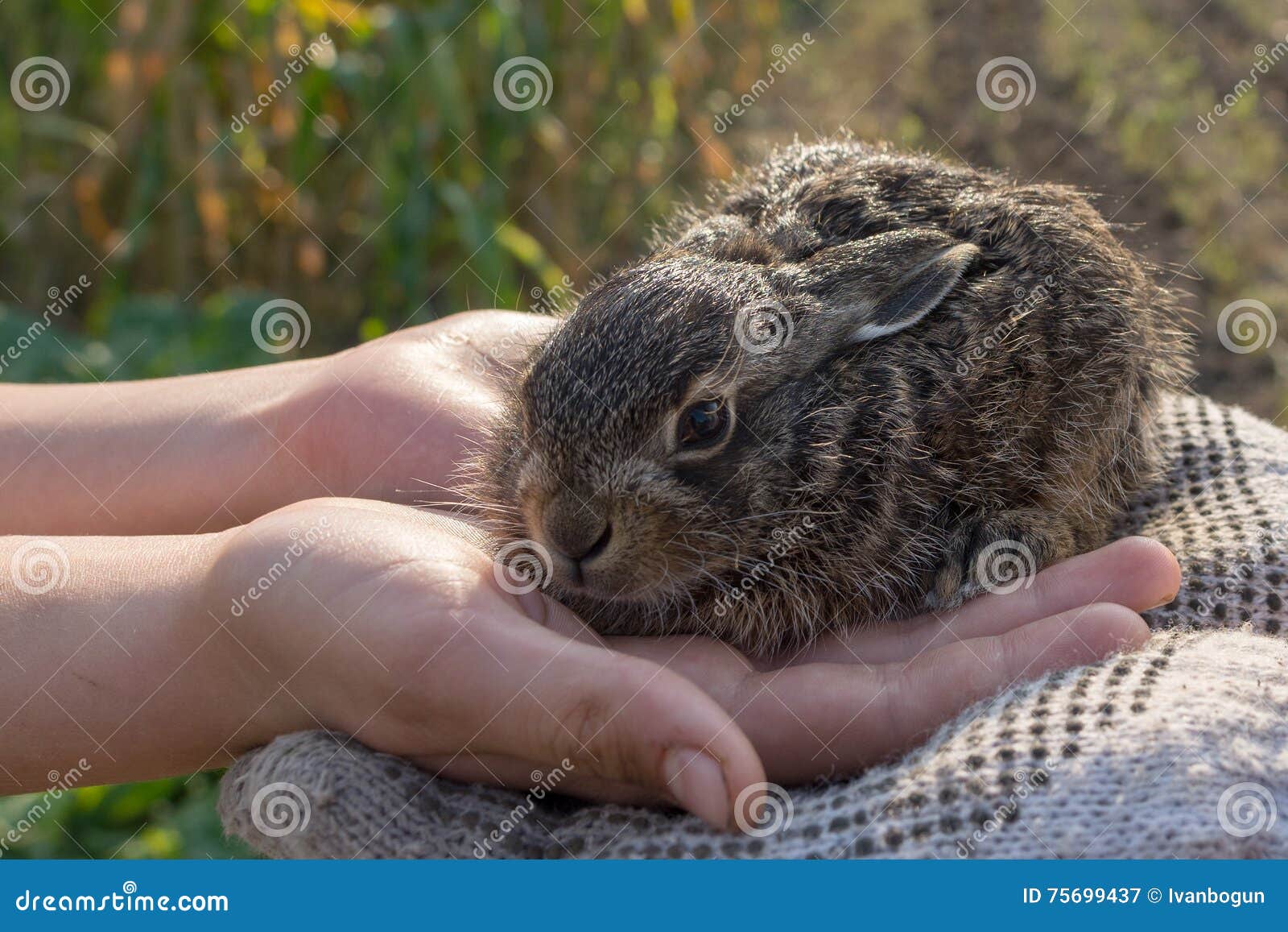 Baby rabbit in human hands stock image. Image of jackrabbit - 75699437