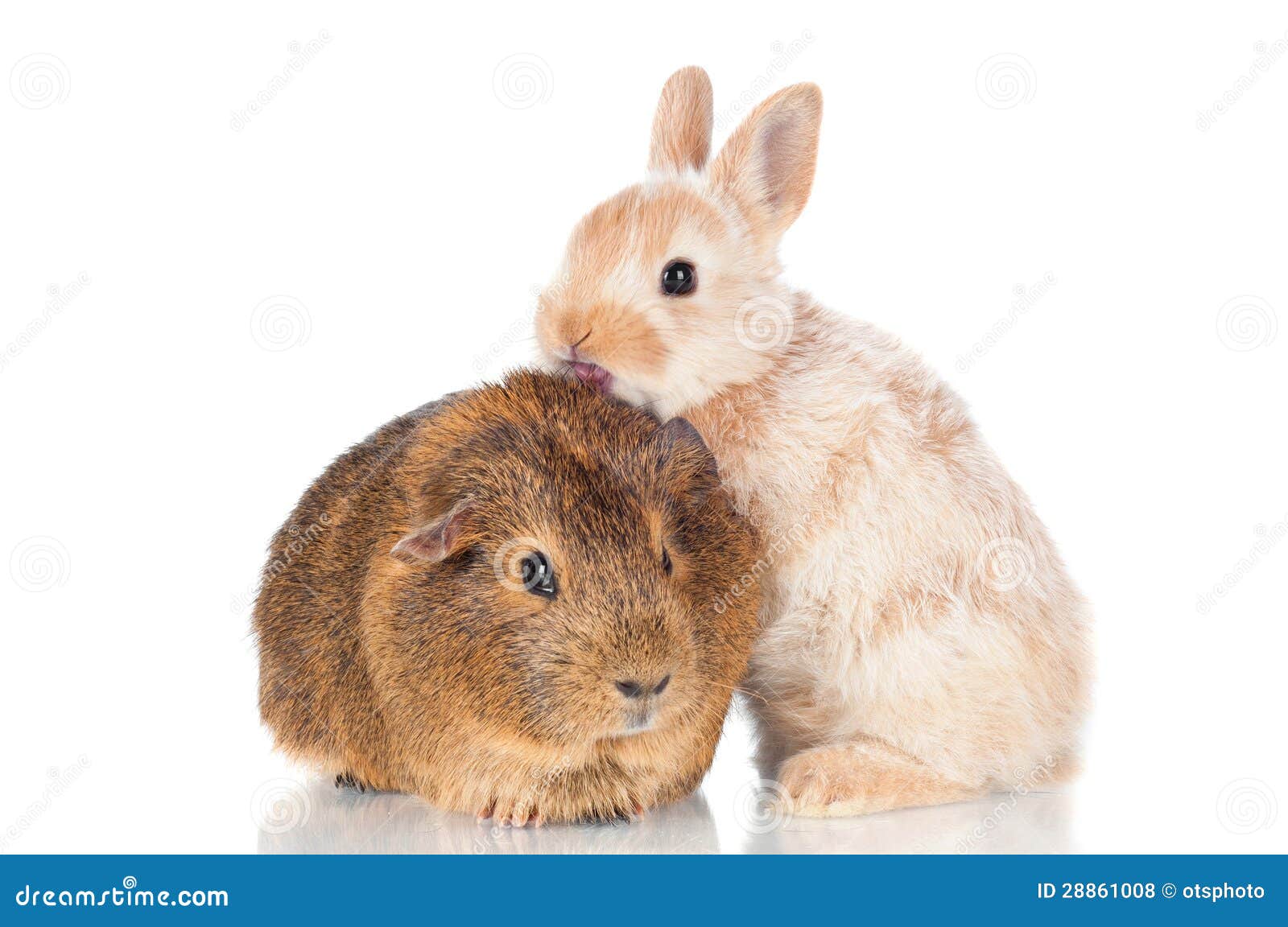 Baby Rabbit Kissing Guinea Pig Stock Photo - Image of cuddly, close ...