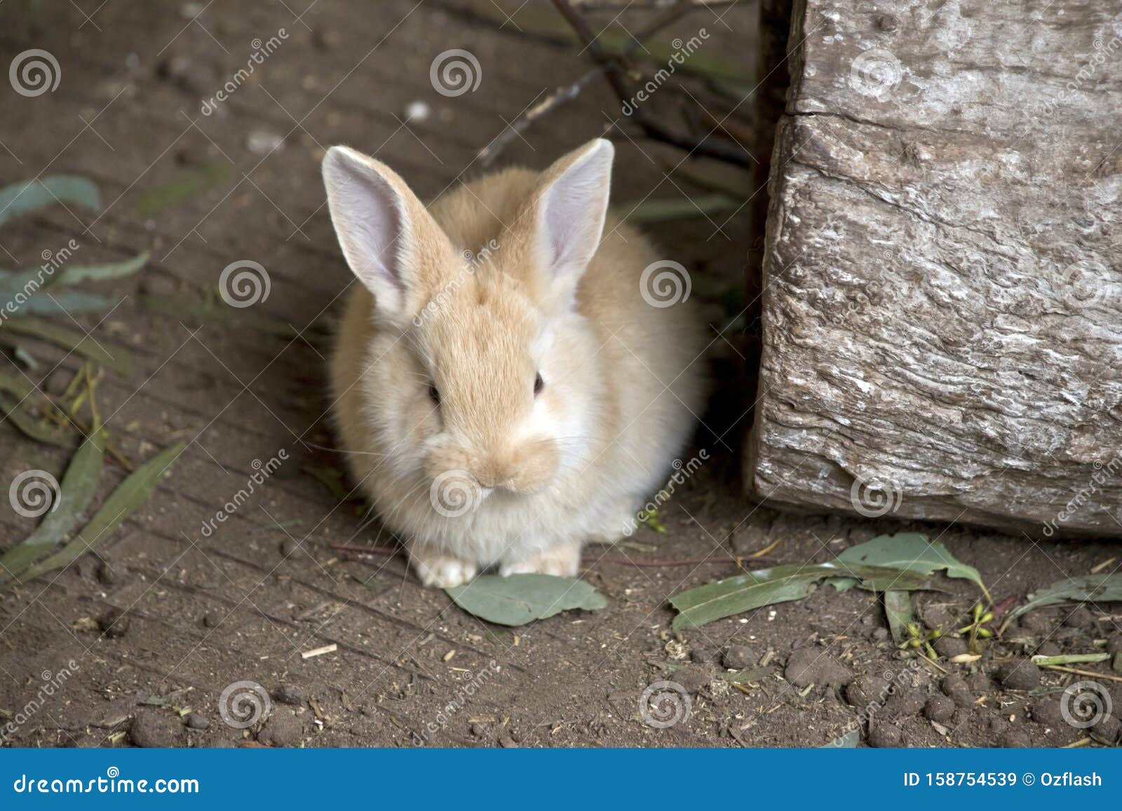 This is a Baby Rabbit or Kit Stock Image - Image of rodent, floppy ...
