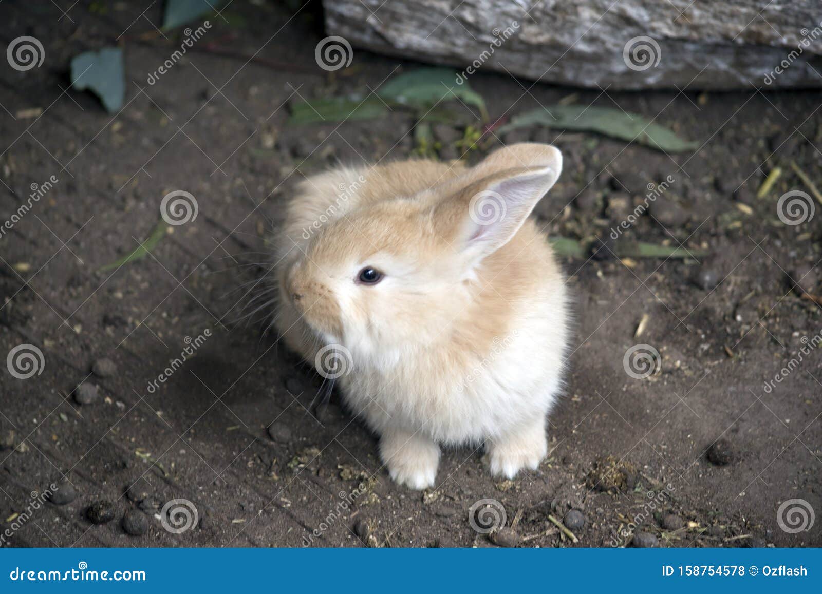 This is a Baby Rabbit or Kit Stock Photo - Image of hare, long: 158754578