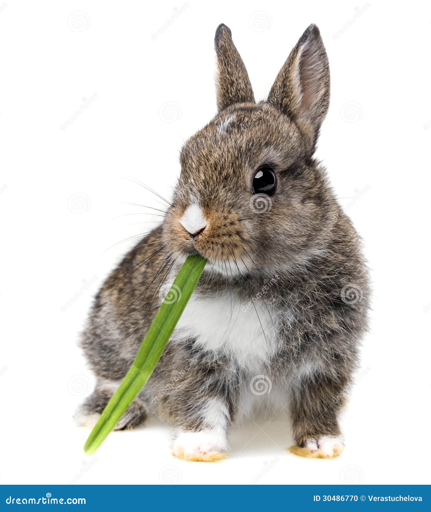 Baby rabbit stock photo. Image of food, adorable, mammal - 30486770