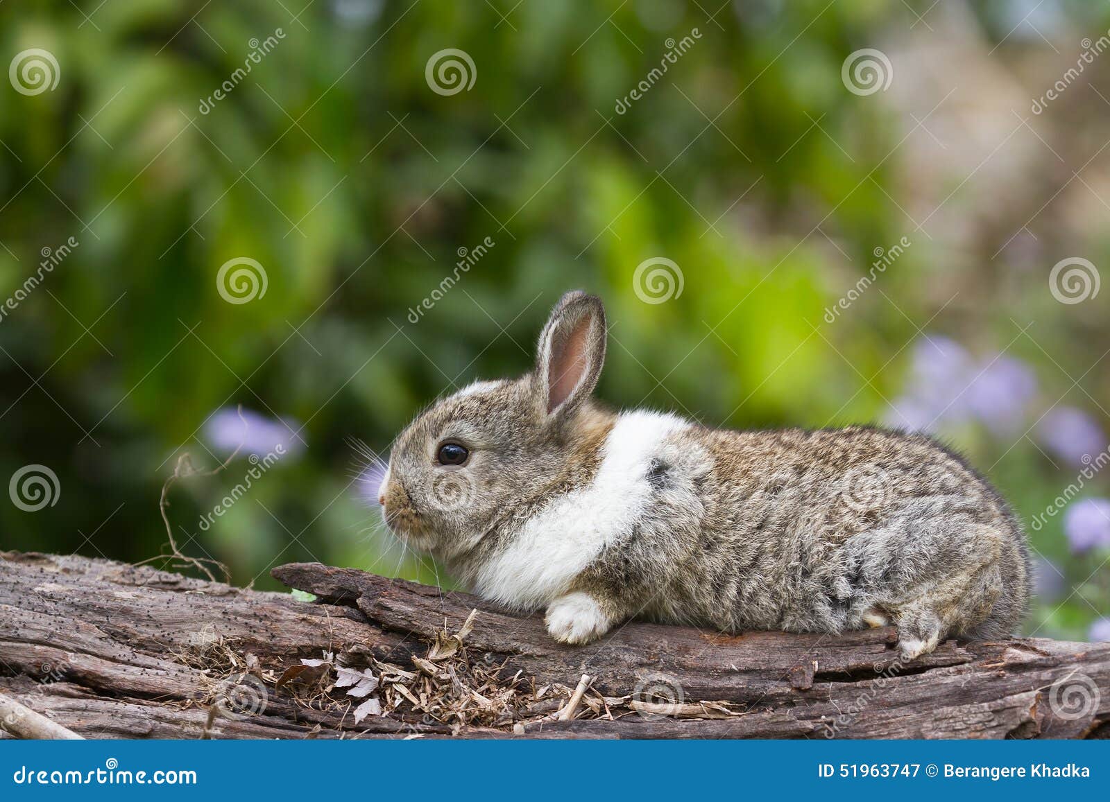 Baby rabbit on a log stock image. Image of immature, grass - 51963747