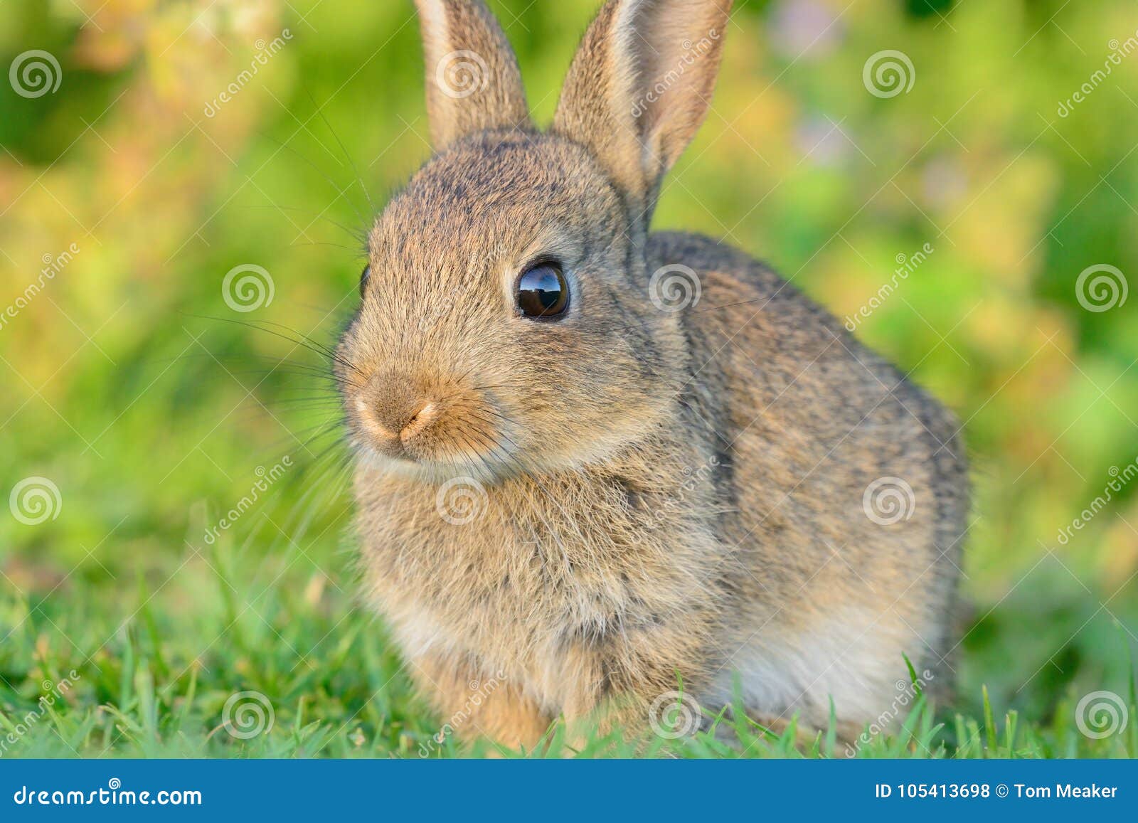 Baby Rabbit Looking at the Camera Stock Photo - Image of sitting ...