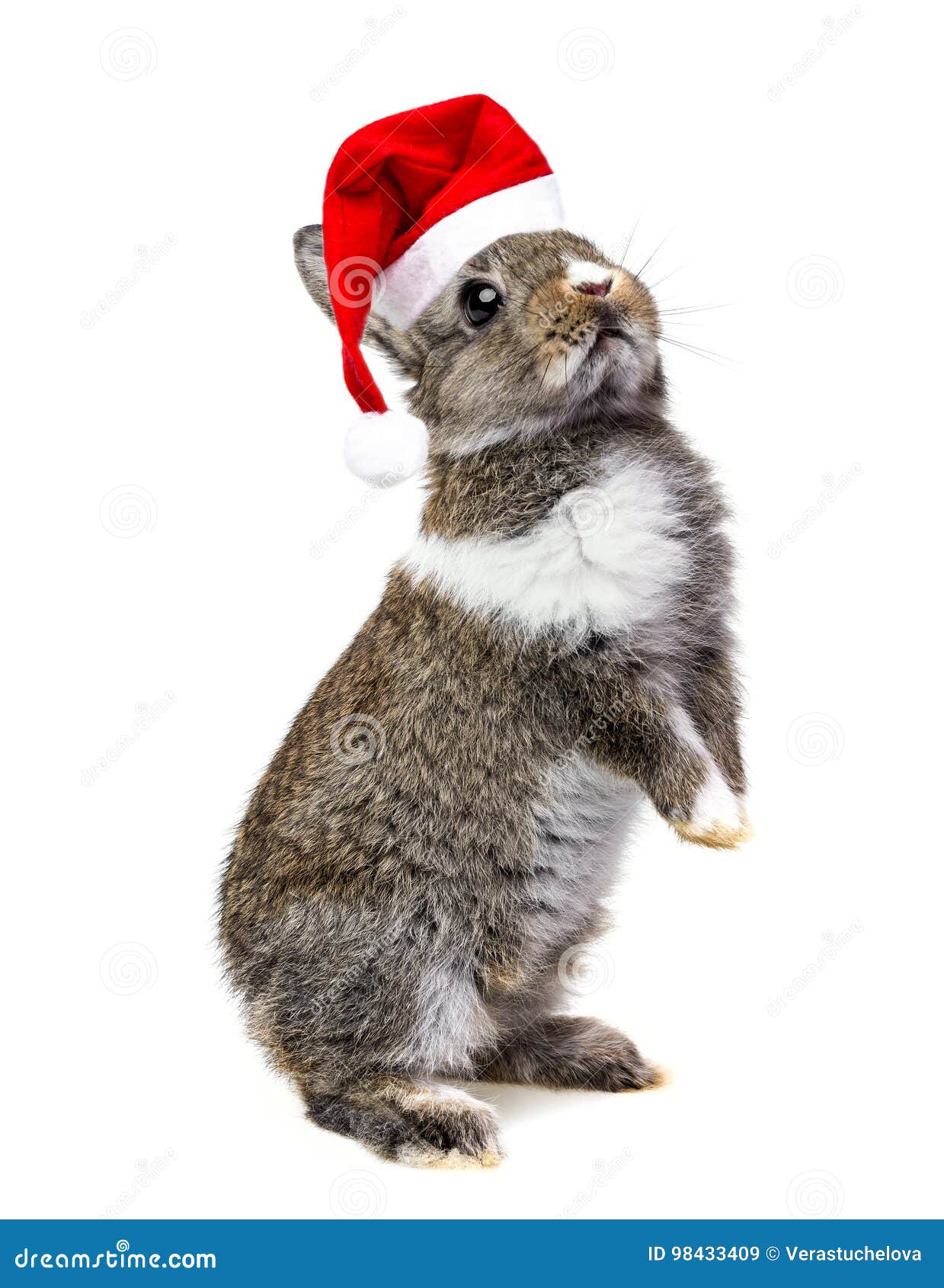 Baby Rabbit with a Red Santa Cap Stock Image - Image of santa, ears ...