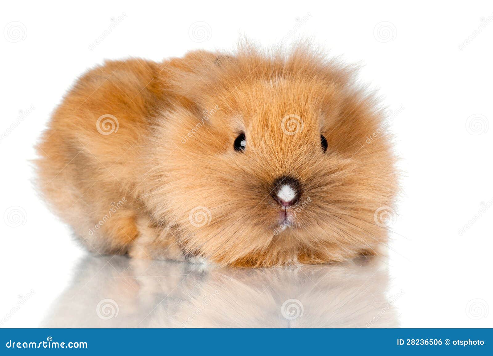 Baby rabbit scared stock photo. Image of cuddly, brown - 28236506