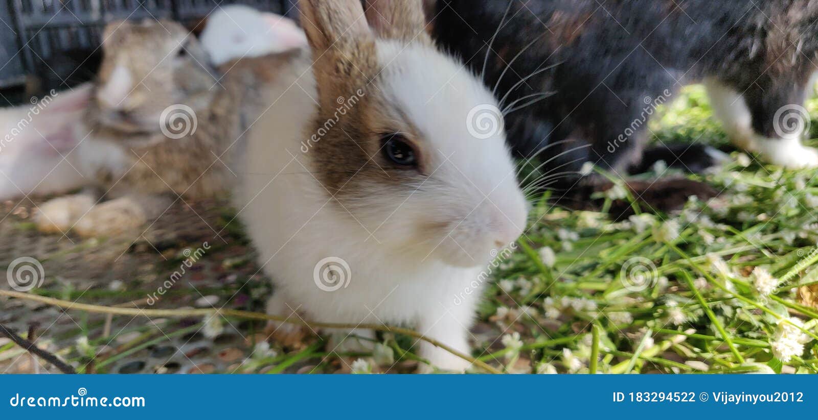 Baby Rabbit Seating on Grass. Stock Photo - Image of rabbit, grass ...