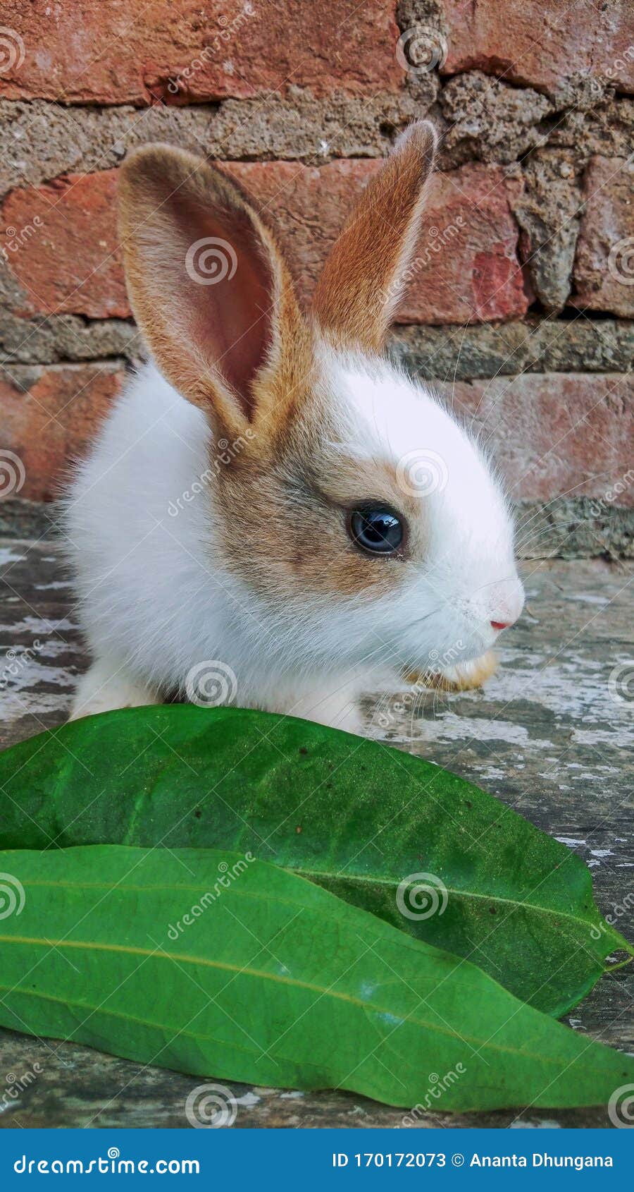A Baby Rabbit Looking at the Side Stock Image - Image of profile ...