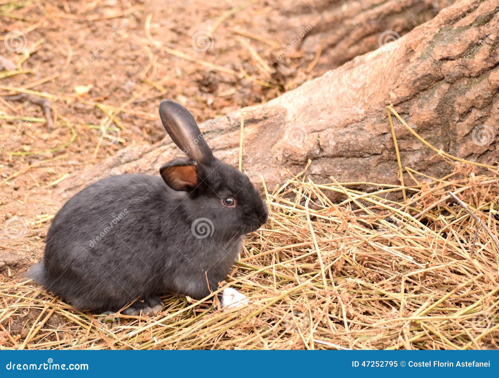 Baby rabbit stock image. Image of fluffy, farmyard, close - 47252795