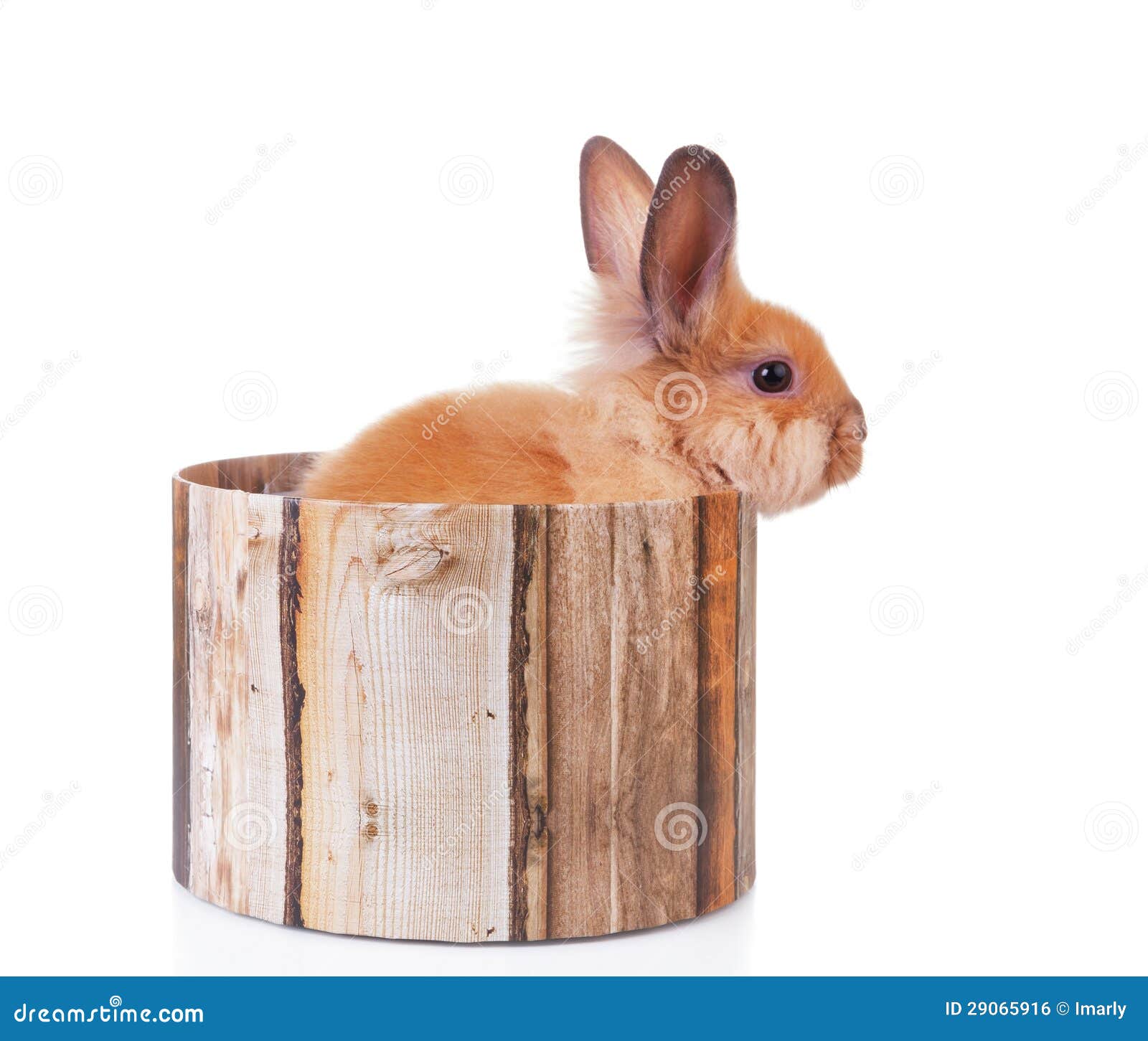 Baby Rabbit Sitting in a Wooden Box Stock Photo - Image of handmade ...
