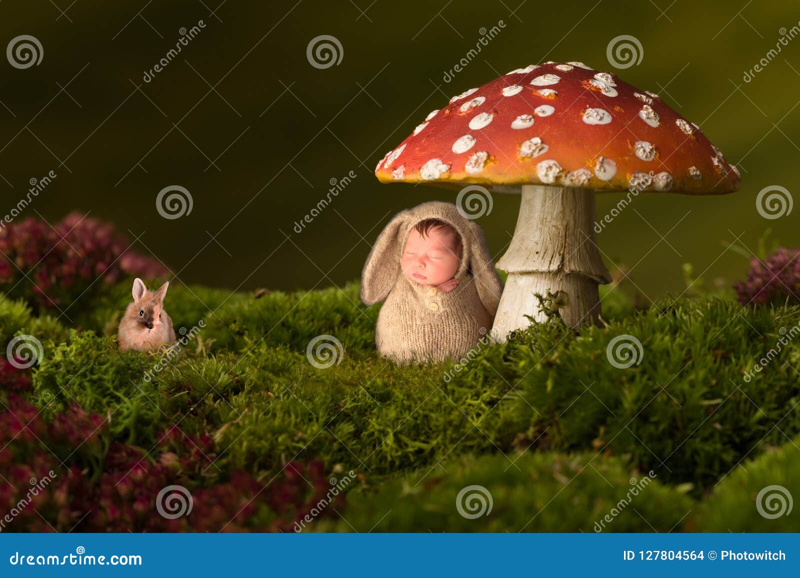 Baby Rabbit Sleeping in Toadstool Backdrop Stock Photo - Image of ...
