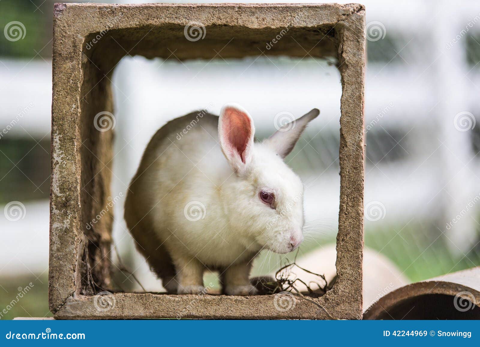 Baby rabbit in Summer day stock image. Image of rodent - 42244969