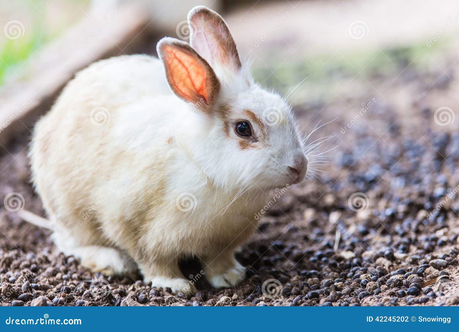 Baby rabbit in Summer day stock photo. Image of grey - 42245202