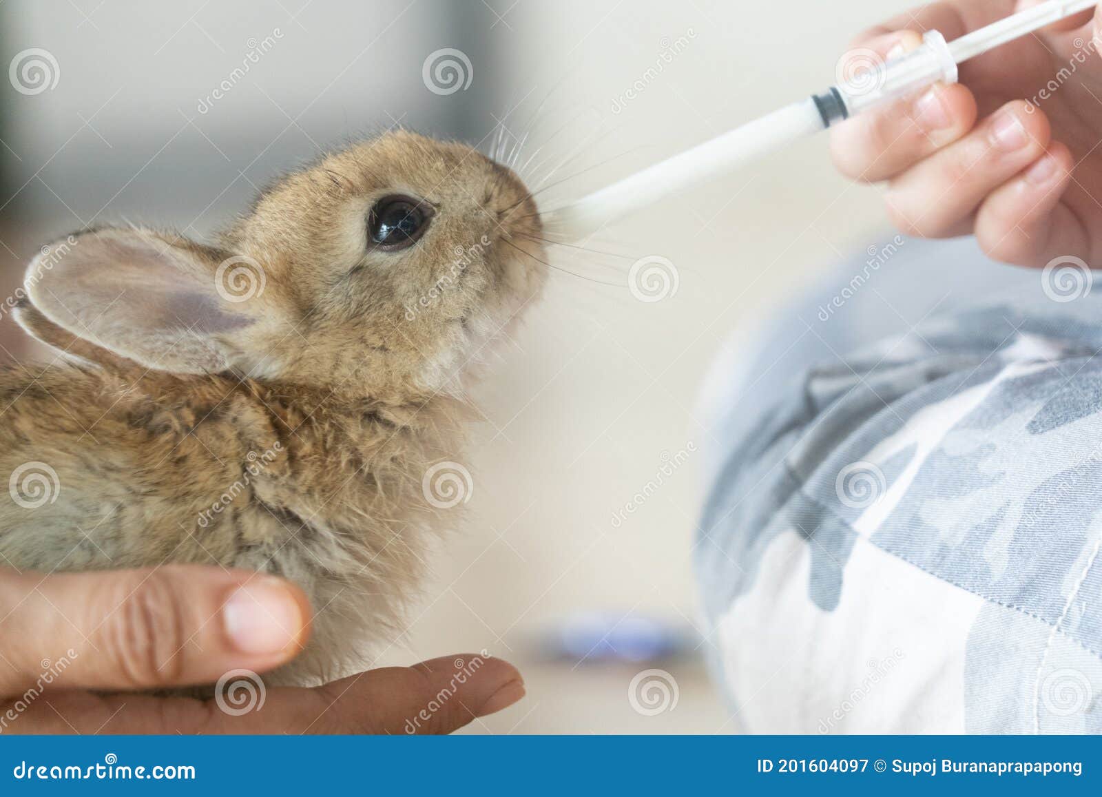 The Baby Rabbit Was Drinking Milk from a Syringe by the Veterinary ...