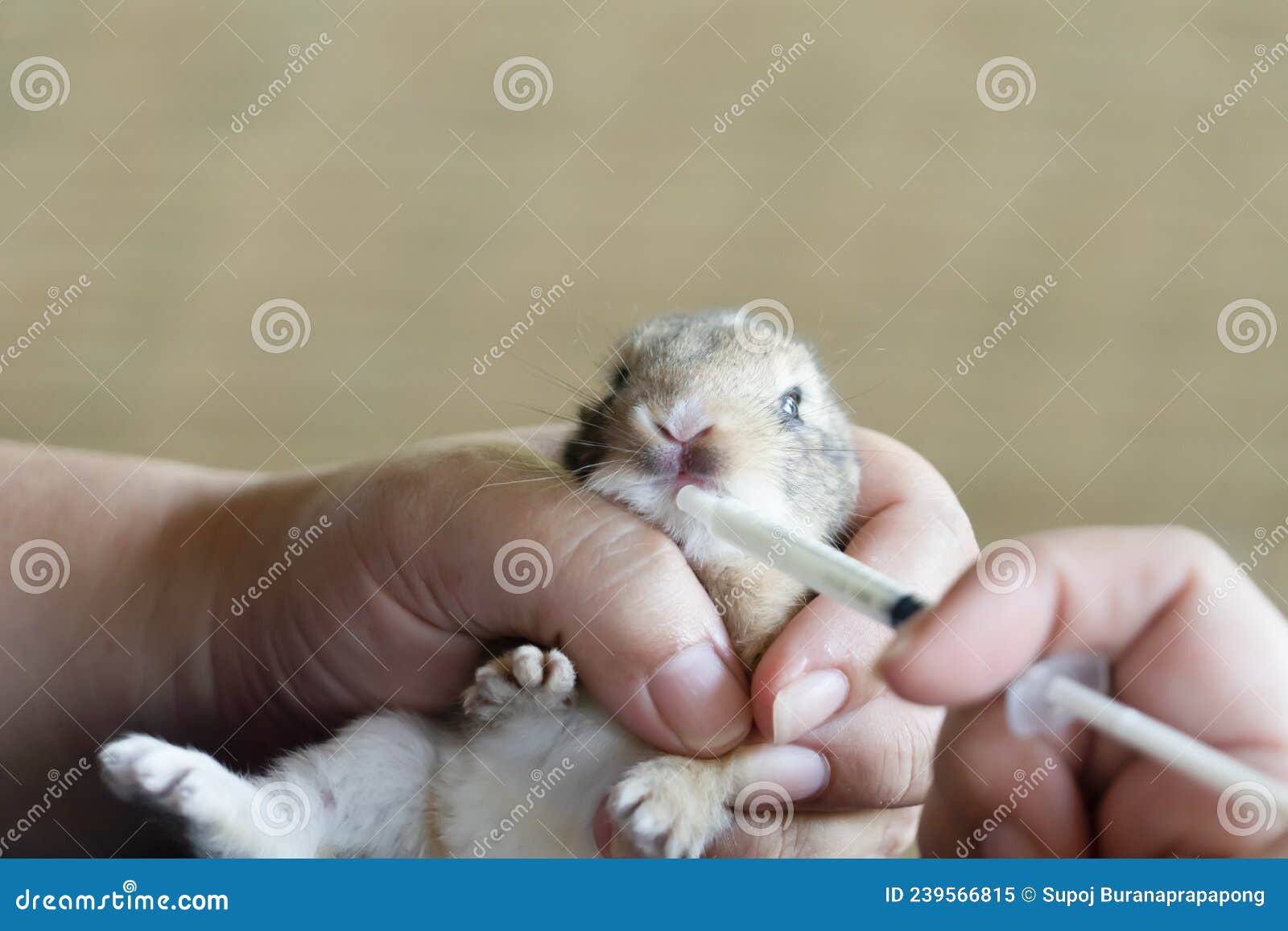 The Baby Rabbit Was Drinking Milk from a Syringe by the Veterinary ...