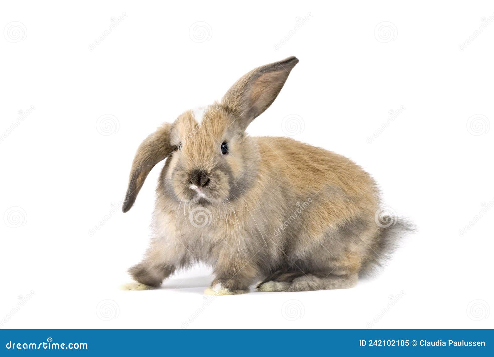 Baby Bunny on White Background Stock Image - Image of rabbit, young ...